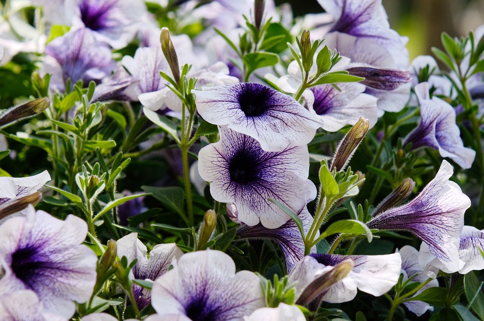 Surfínie - Krásné, nenáročné, a přesto odolné květiny - PRIMA zahrady